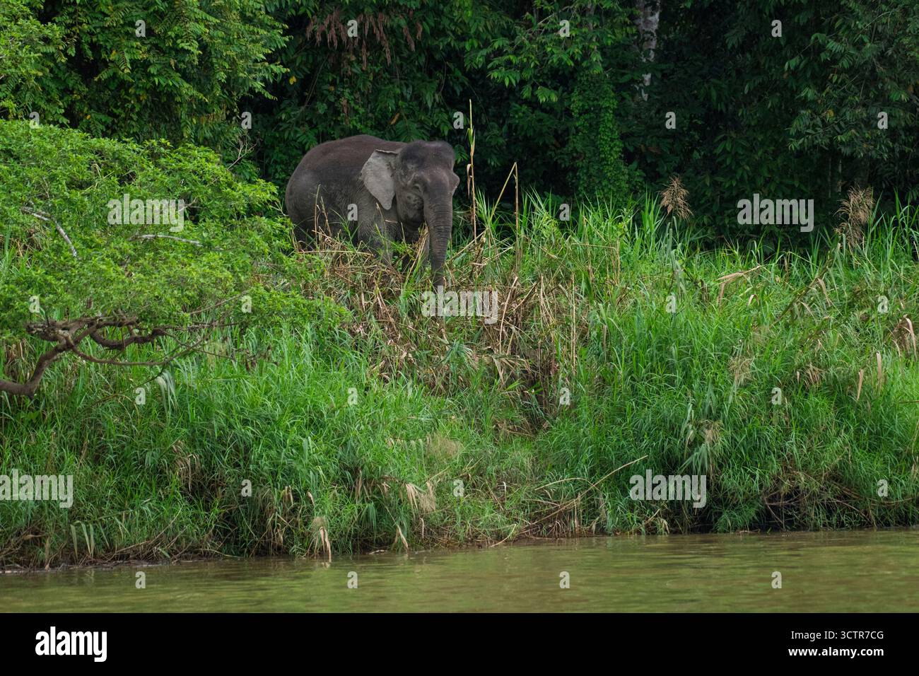 A Borneo pygmy elephant (Elephas maximus borneensis) standing on a ...