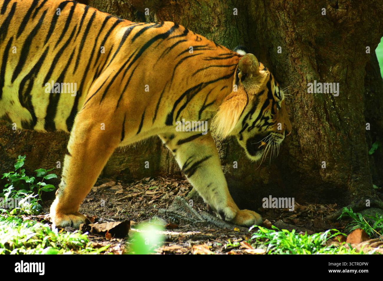 Prey depletion hi-res stock photography and images - Alamy