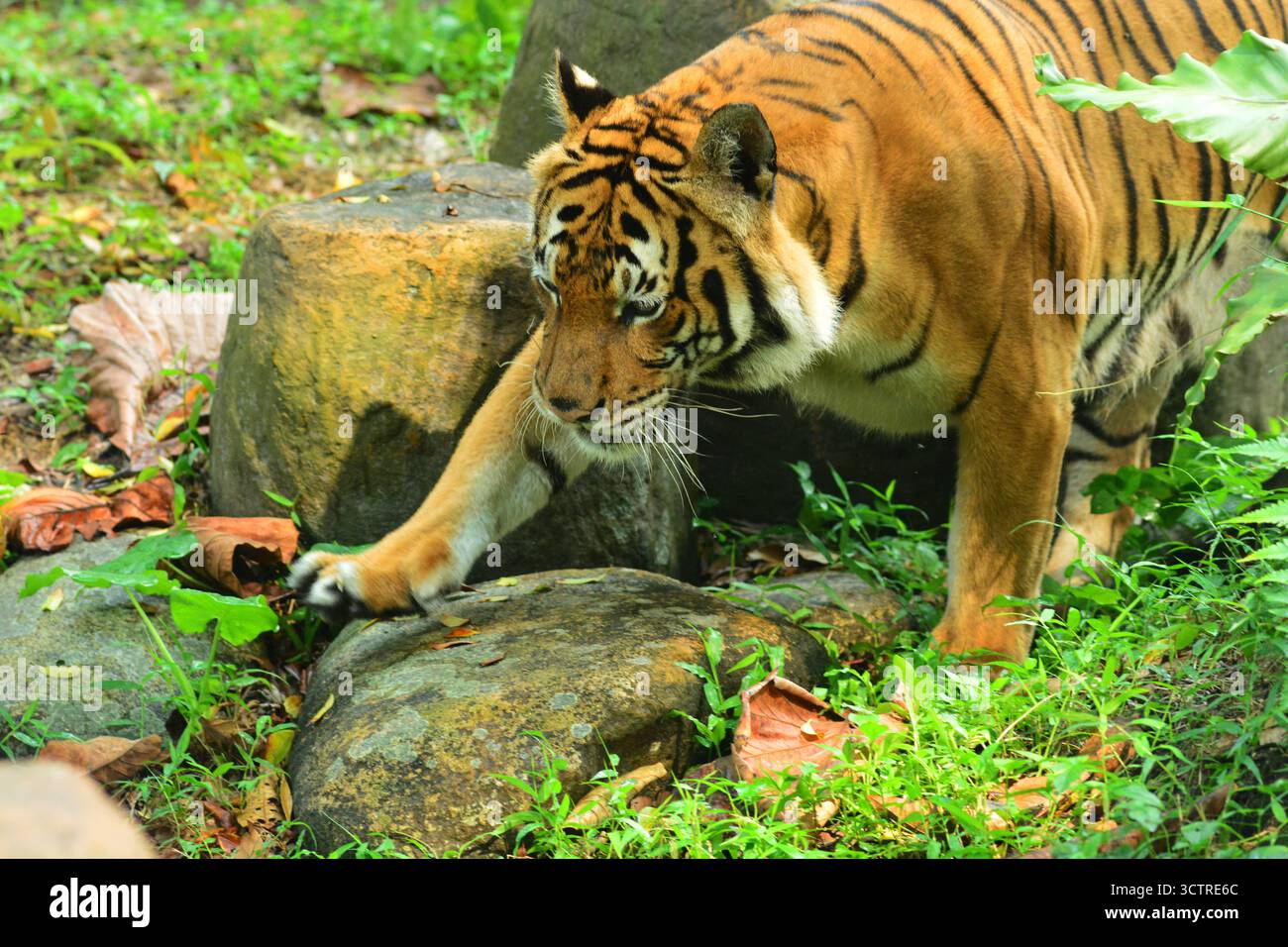 KUALA LUMPUR 8/10/2025 .Malaysia s Malayan tiger population is ...