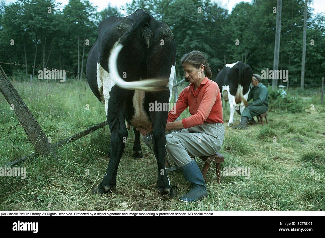 Woman cow 1970s hi-res stock photography and images - Alamy