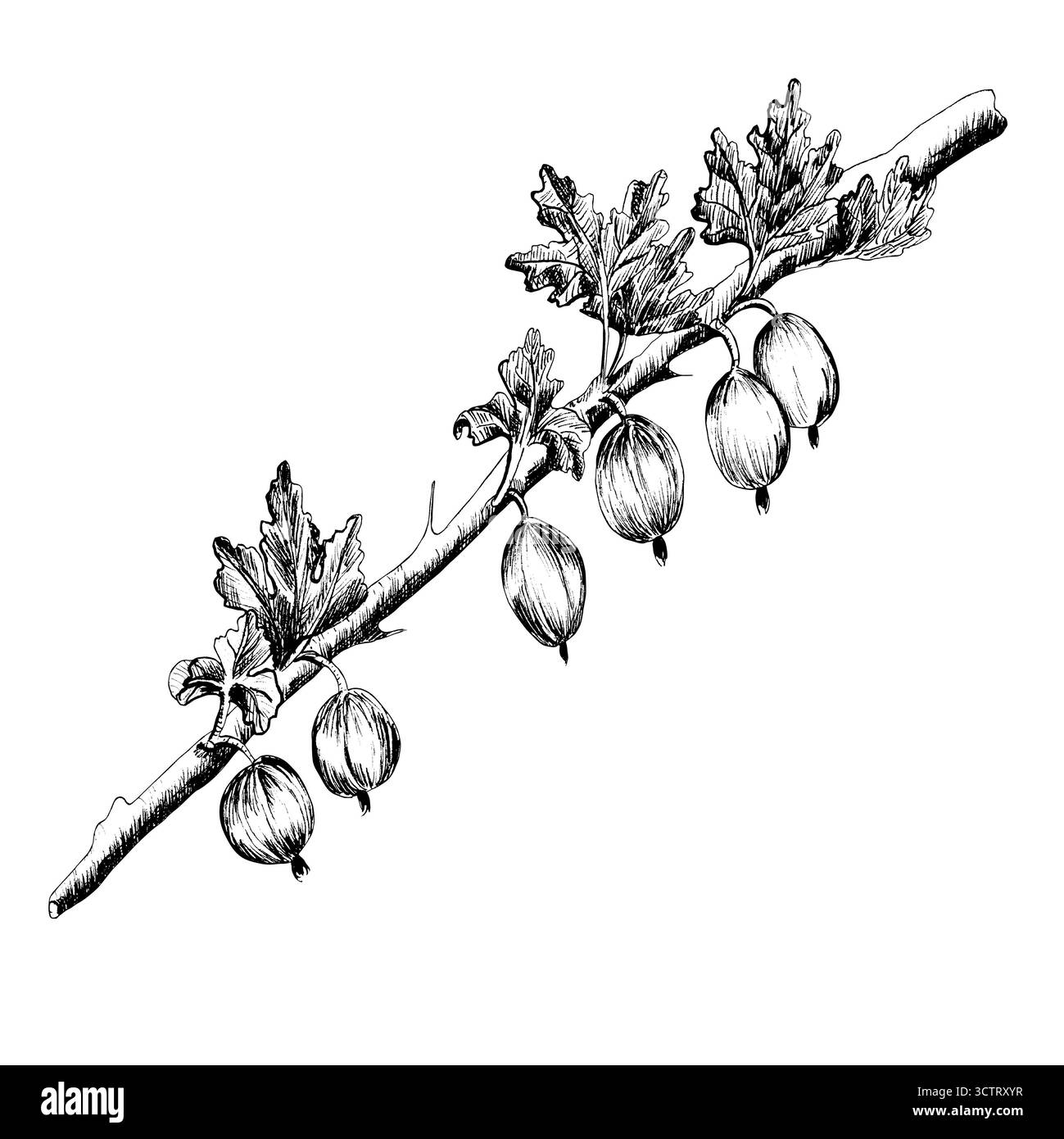 Summer fresh berries gooseberry Black and White Stock Photos & Images ...