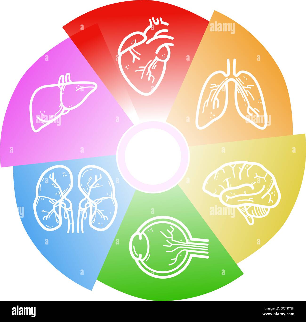 Six organs Stock Vector Images - Alamy