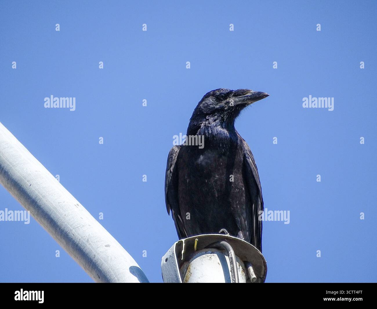 Crow sits on a pole hi-res stock photography and images - Alamy
