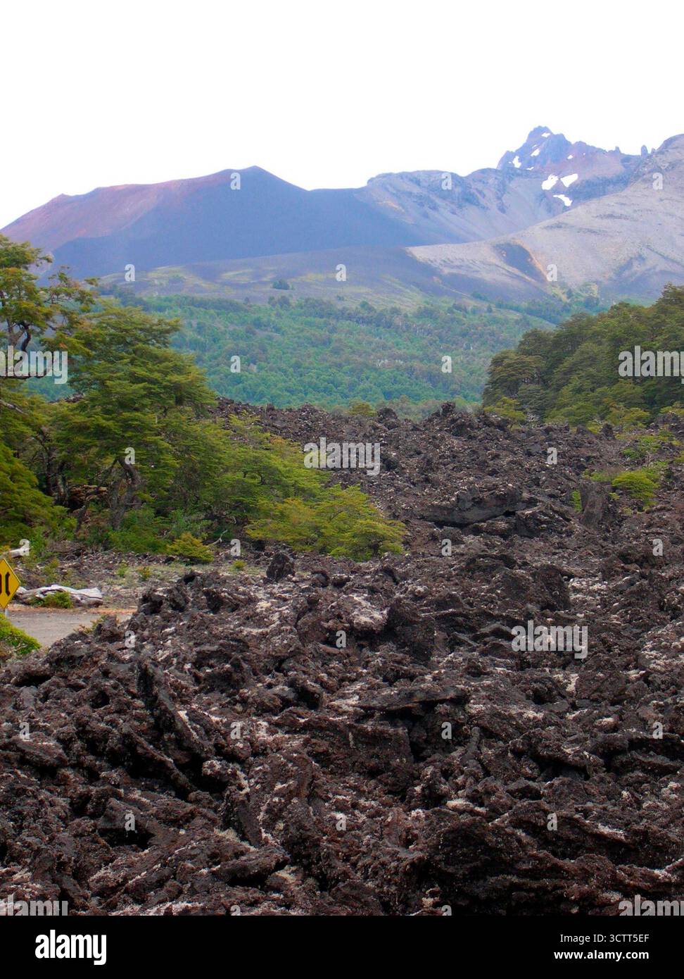 Avalanche damage to trees in a forest in the spring Avalanche damage in ...