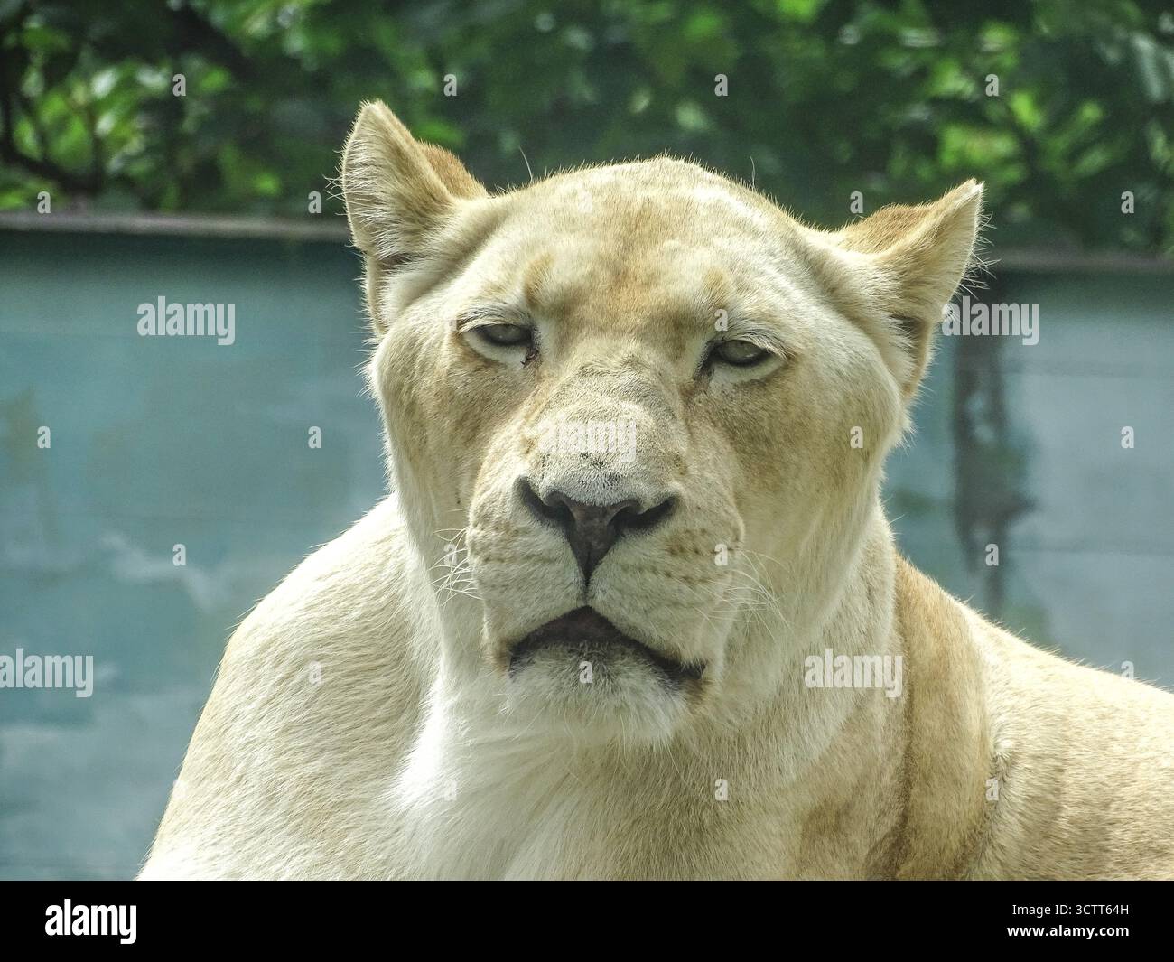 White lioness zoo during hi-res stock photography and images - Alamy