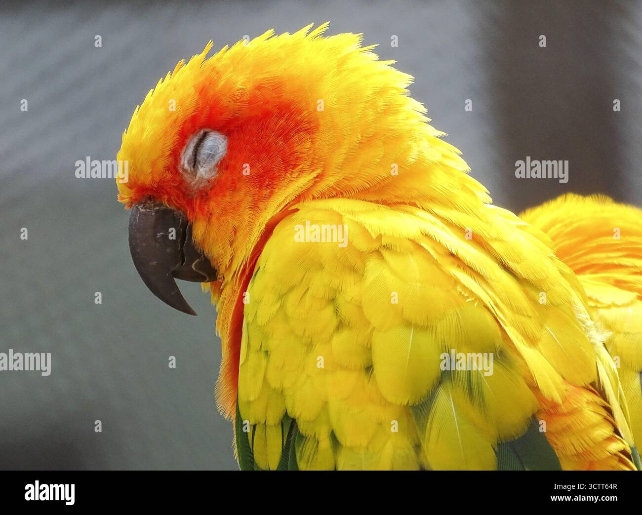 Sun conure parrot aratinga hi-res stock photography and images - Alamy