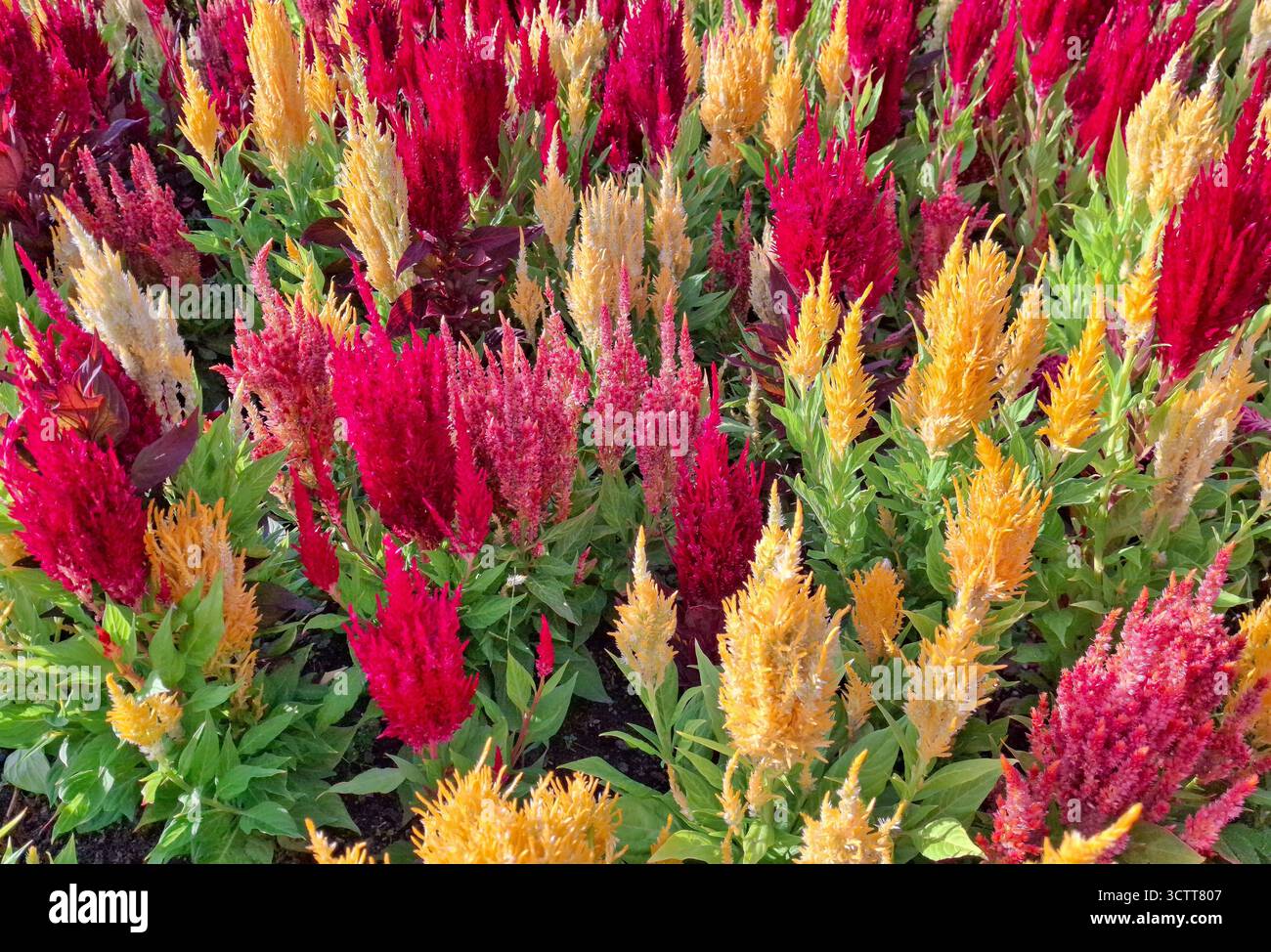 Silver cockscomb celosia argentea hi-res stock photography and images ...