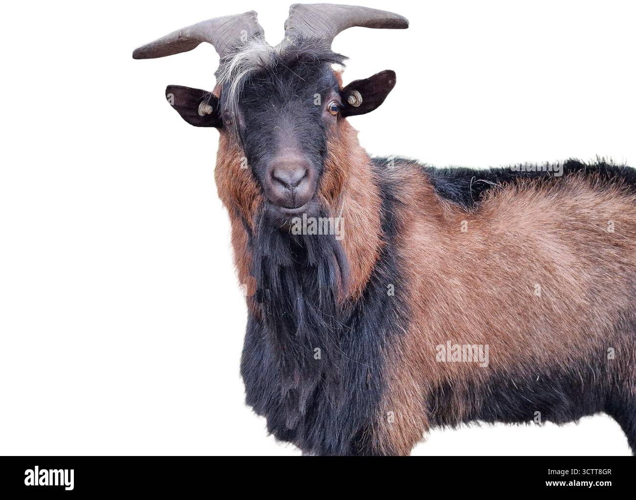 Male goat isolated on white background Stock Photo - Alamy