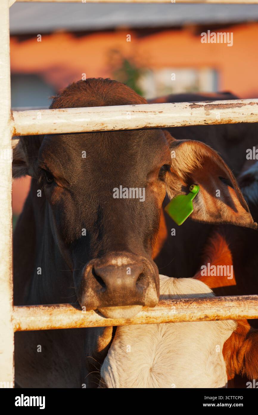 Animal themes domestic animals livestock loading hi-res stock ...