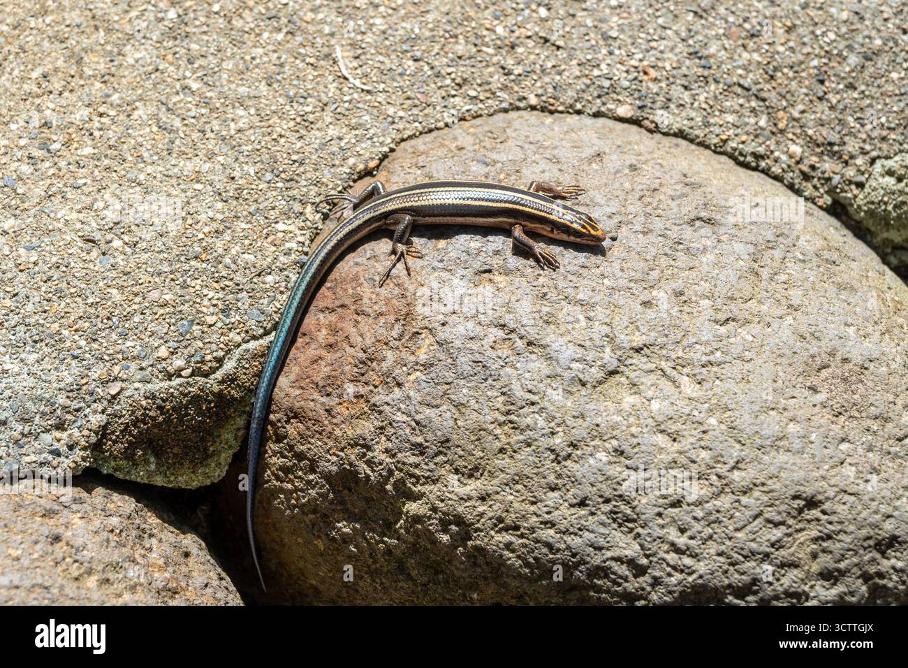 A Japanese five-lined skink lizard - Plestiodon japonicus - basks in ...