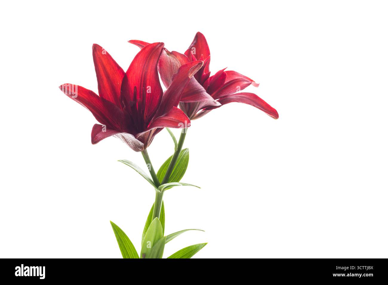 Large white lily garden Cut Out Stock Images & Pictures - Alamy