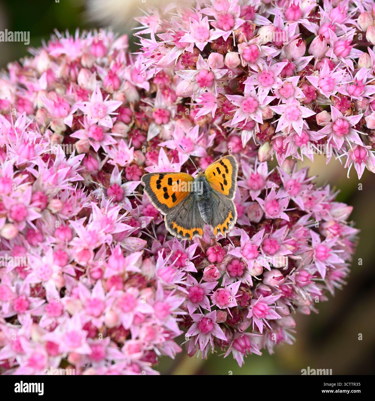 Hylotelephium matrona butterfly hi-res stock photography and images - Alamy
