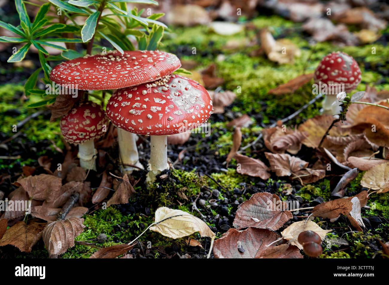 Rote Pilze im Garten, Fliegenpilz im Herbstlaub, Herbststimmung Im ...