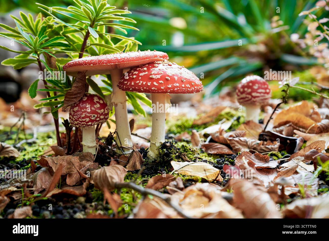Rote Pilze im Garten, Fliegenpilz im Herbstlaub, Herbststimmung Im ...
