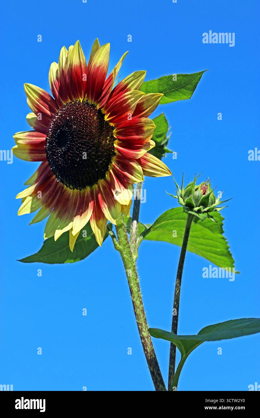 Sunflower with bicolored petals hi-res stock photography and images - Alamy