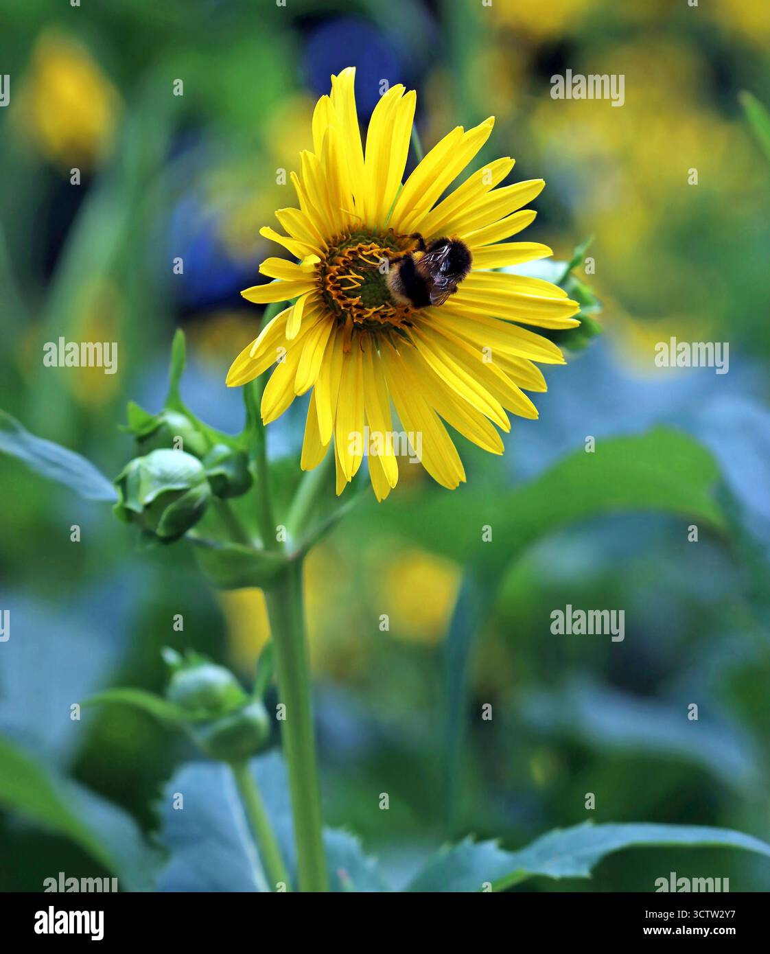 Close up bumble bee on cup plant hi-res stock photography and images ...