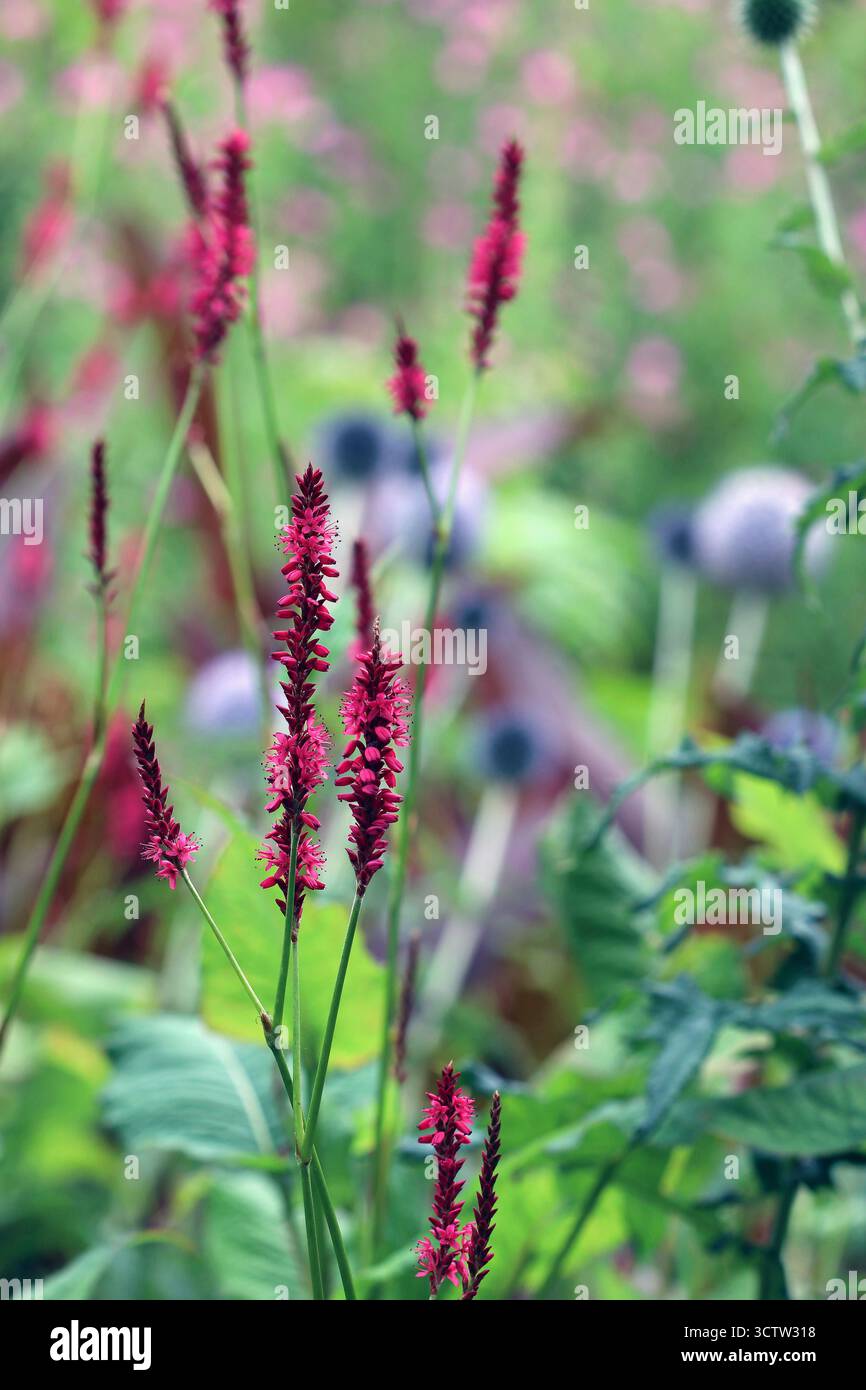 Persicaria amplexicaulis firetail mountain fleece hi-res stock ...