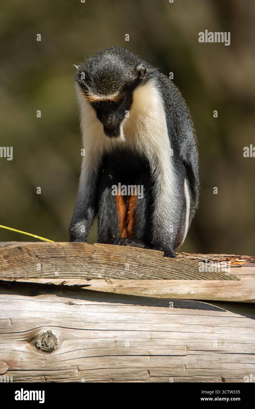a young Diana monkey (Cercopithecus diana) sitting on a piece of wood ...