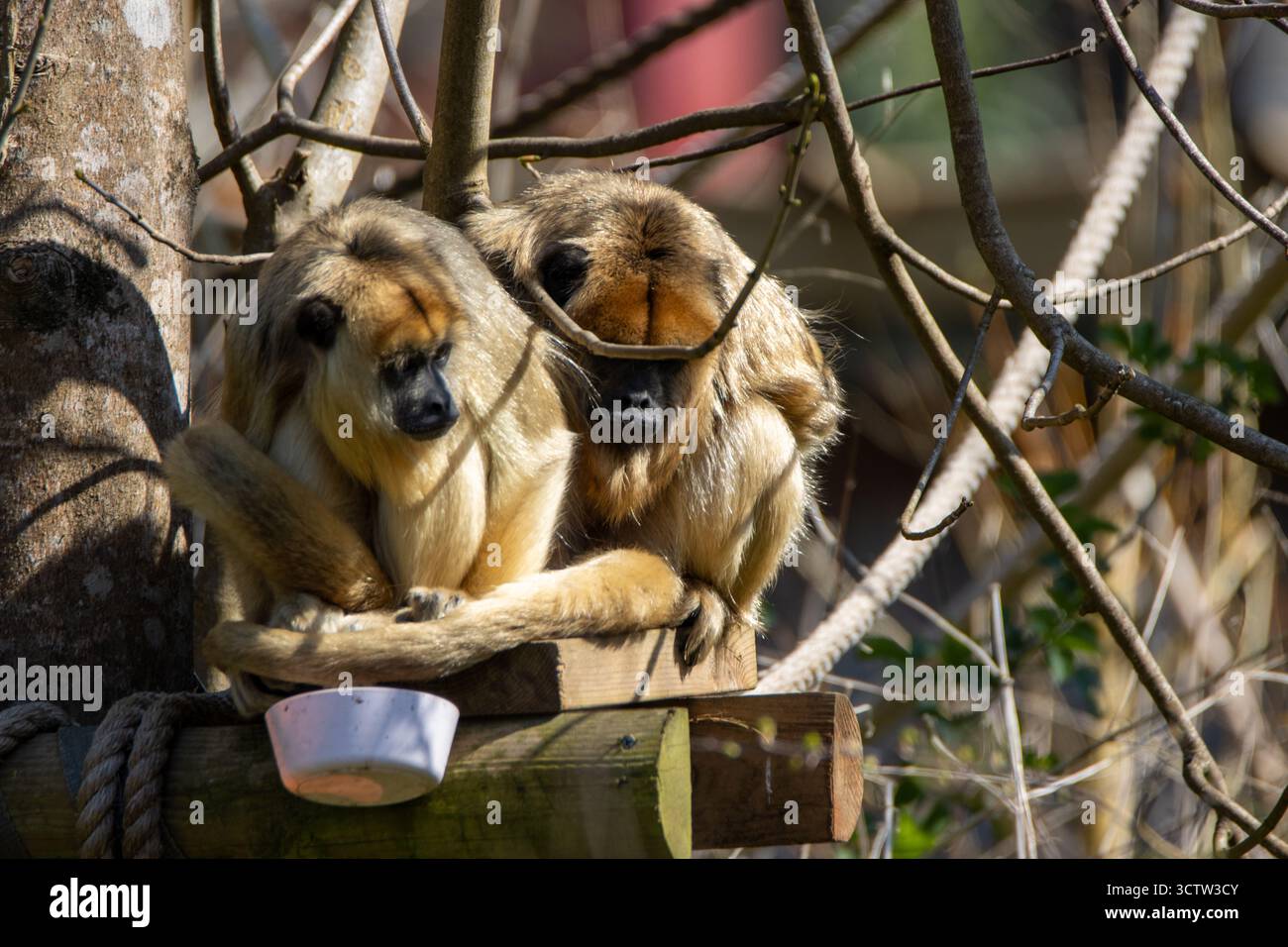 Black Howler Monkey (Alouatta caraya) pair resting on a tree branch ...