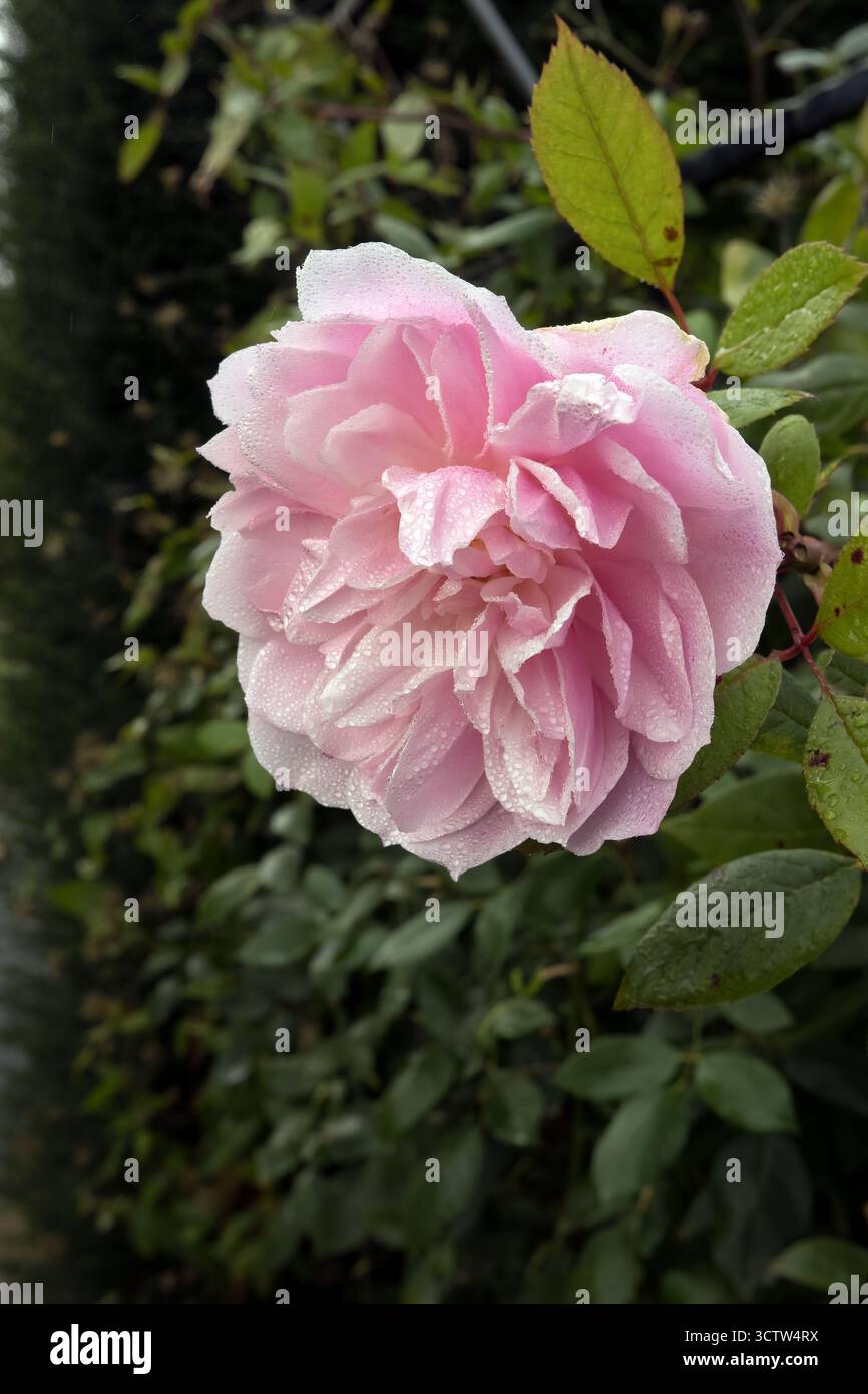 Rosa mortimer sackler rose hi-res stock photography and images - Alamy