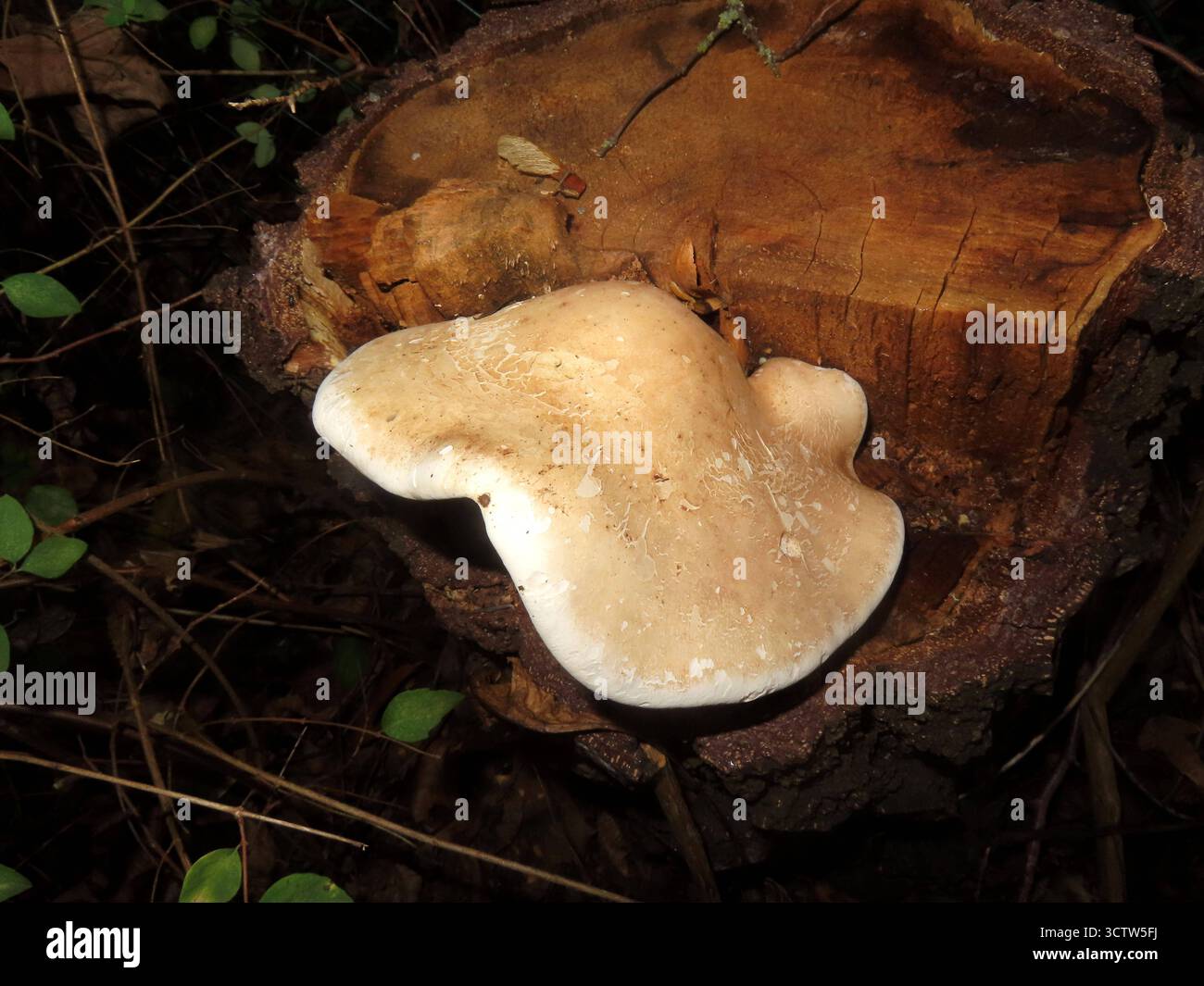 Birkenporling hat sich auf Birkenbaumstumpf etabliert Birkenporling auf ...