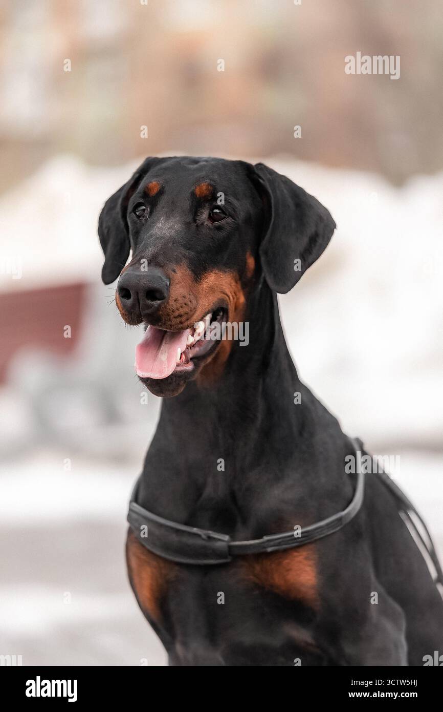 Close-up portrait of Doberman with open mouth, snow background, bright ...
