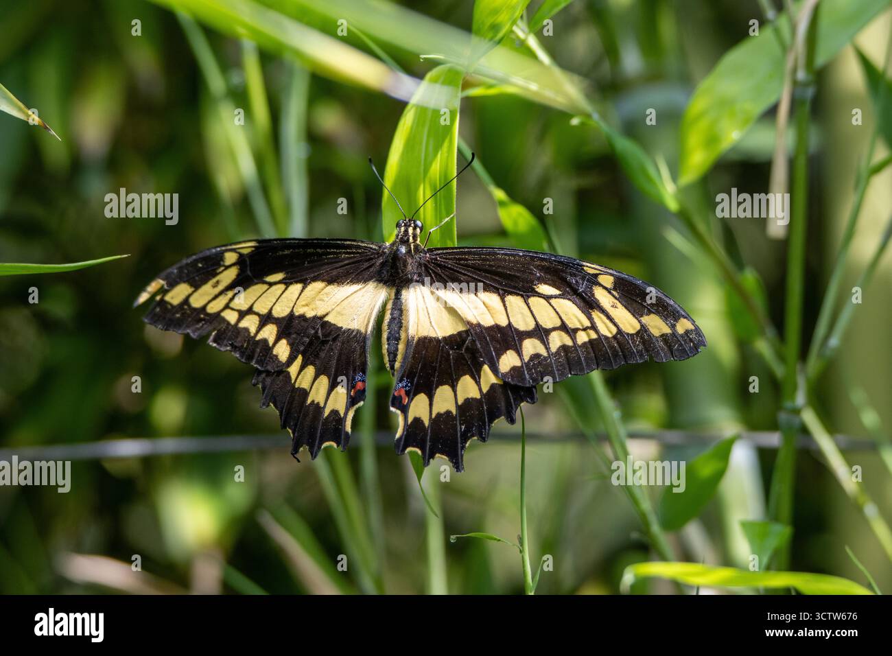 Papilio thoas, the king swallowtail butterfly at Dartmoor Otters and ...