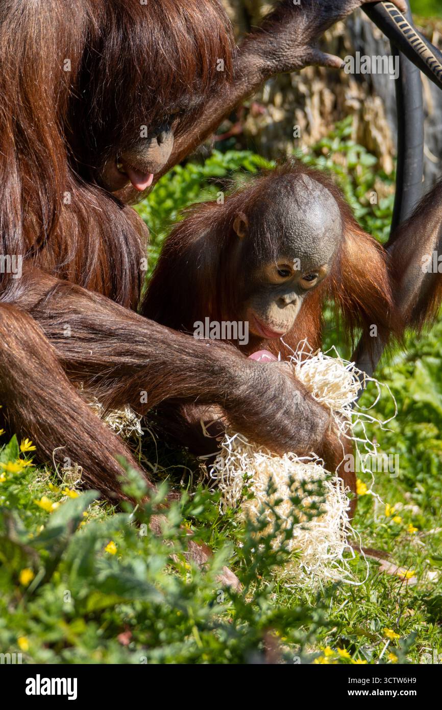 sibling Bornean Orangutan (Pongo pygmaeus) one a baby and one young ...