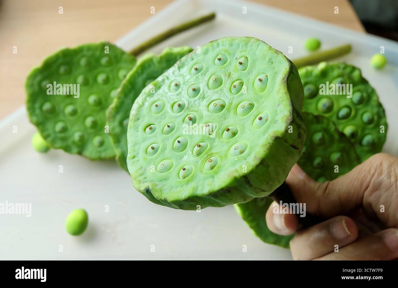 Hand Holding Fresh Edible Lotus Seed Pods Stock Photo - Alamy