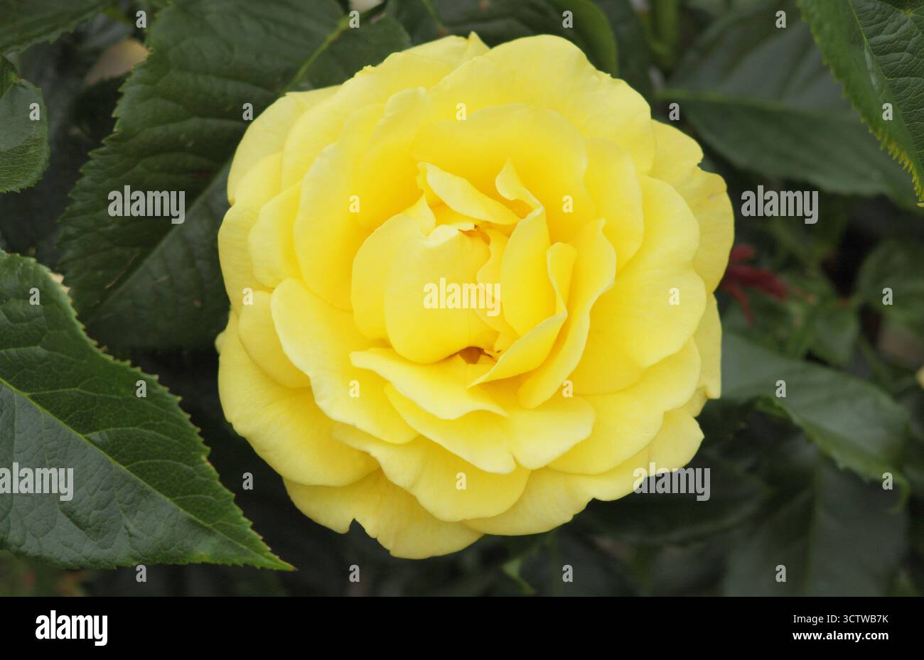 Rosa Golden Wedding, cluster flowered rose with double deep yellow ...