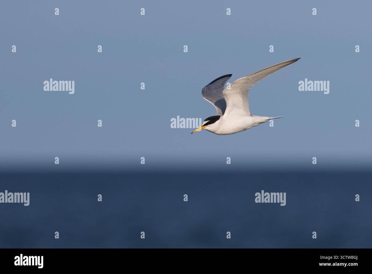 Zwergseeschwalbe, Zwerg-Seeschwalbe, Flug, Flugbild, fliegend ...