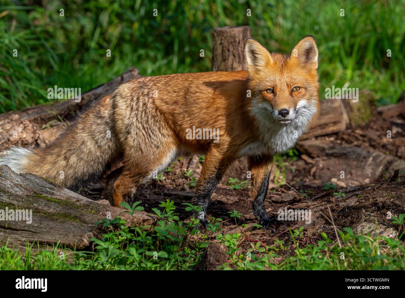 Red fox (Vulpes vulpes) hunting in grassland / meadow at edge of forest ...