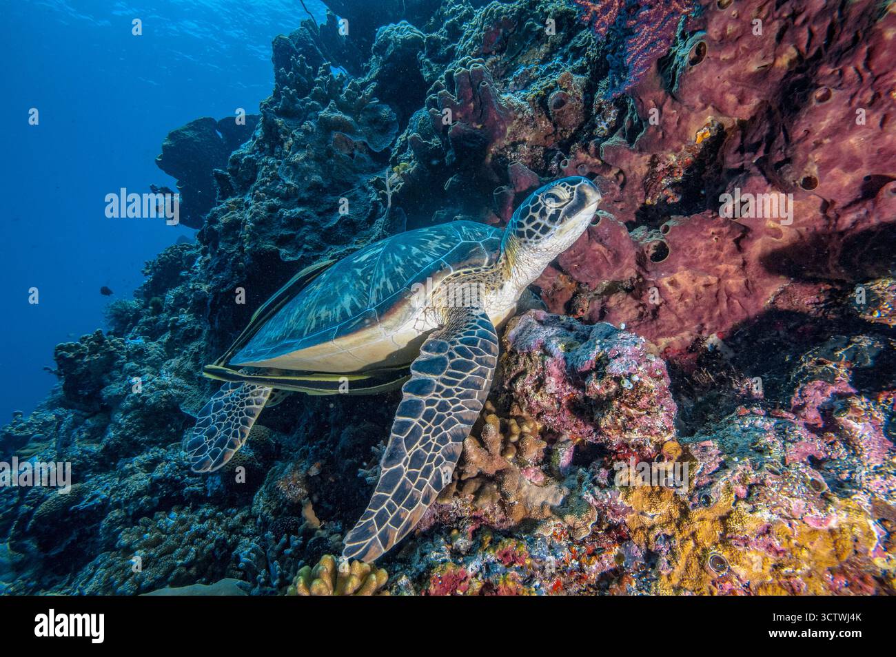 green sea turtle, Chelonia mydas, with remora, resing on the reef ledge ...