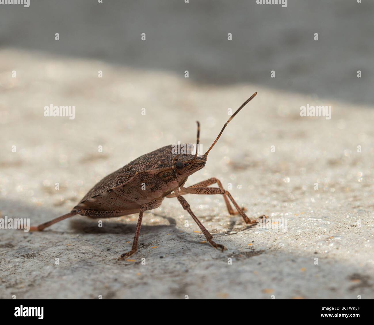 Invasivealert hi-res stock photography and images - Alamy