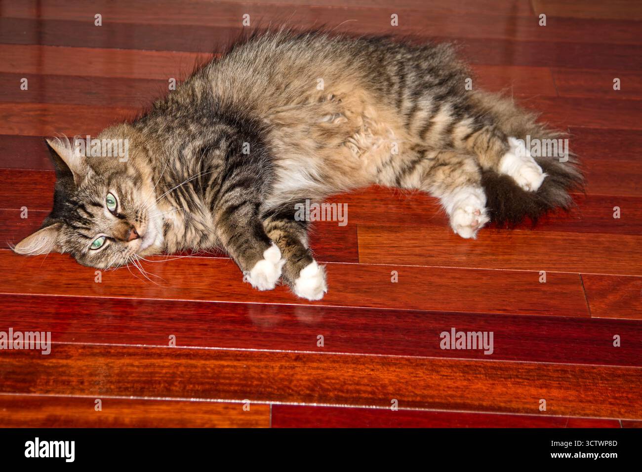 cat; long-hair, handsome, green eyes, bushy tail, pet, animal; feline ...