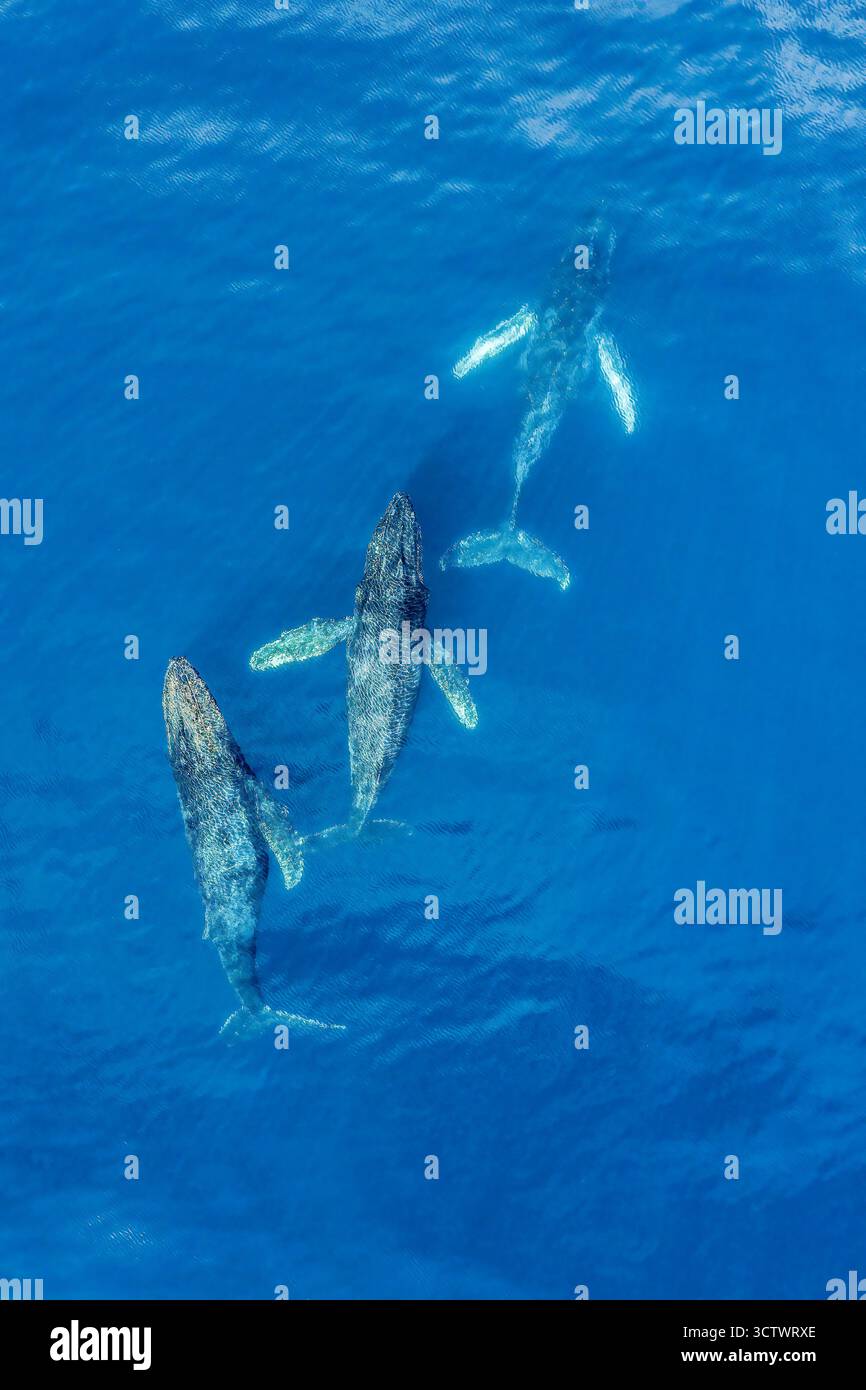 humpback whale, Megaptera novaeangliae, pod of whales, Baja California ...