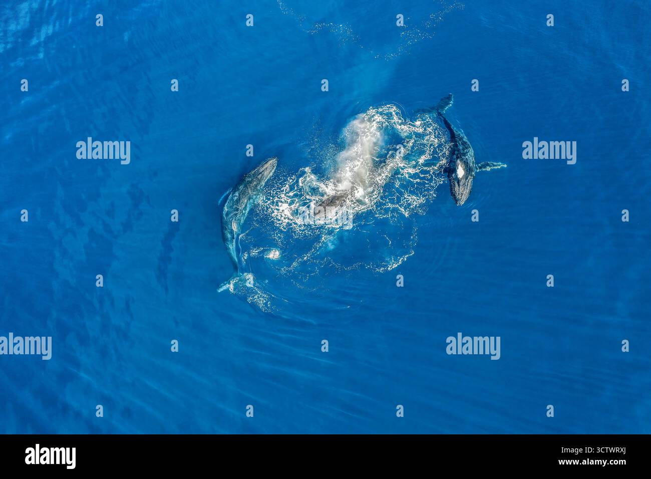 humpback whale, Megaptera novaeangliae, pod of whales, Baja California ...