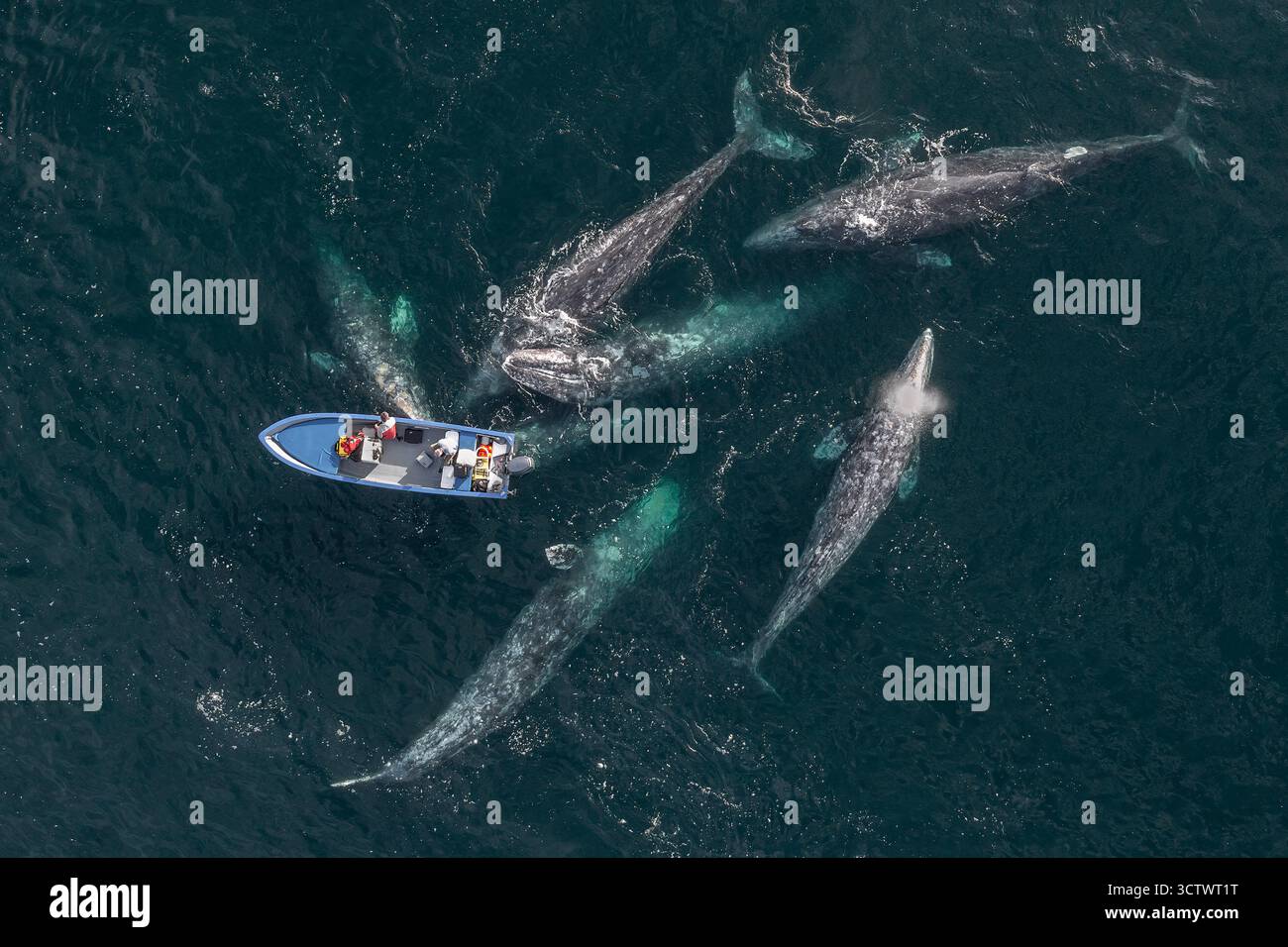 Boat migration north america hi-res stock photography and images - Alamy