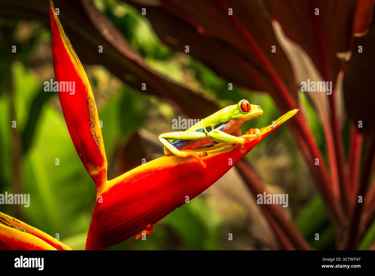 Red-eyed tree frog, La Paz Waterfall Gardens, Alajuela Province, Costa ...