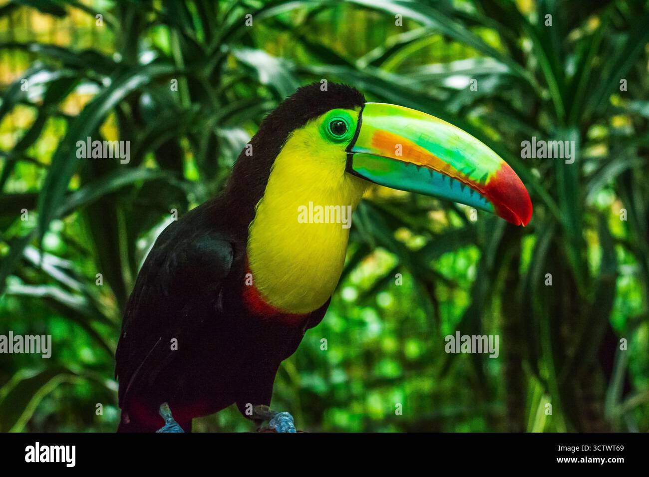 Keel-billed Toucan (Ramphastos sulfuratus), La Paz Waterfall Gardens ...
