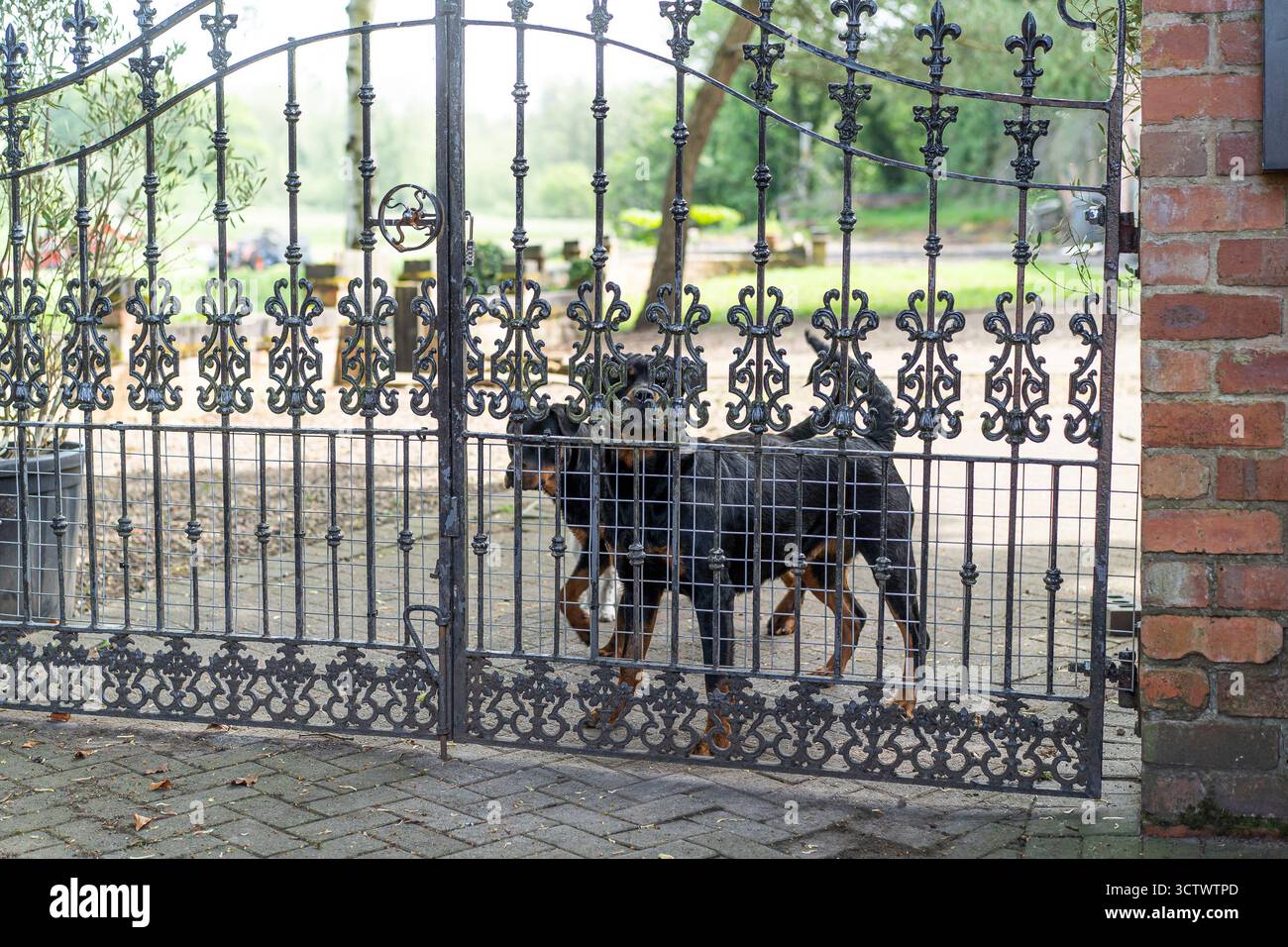 Two rottweiler guard dogs behind steel gates at a UK residential ...