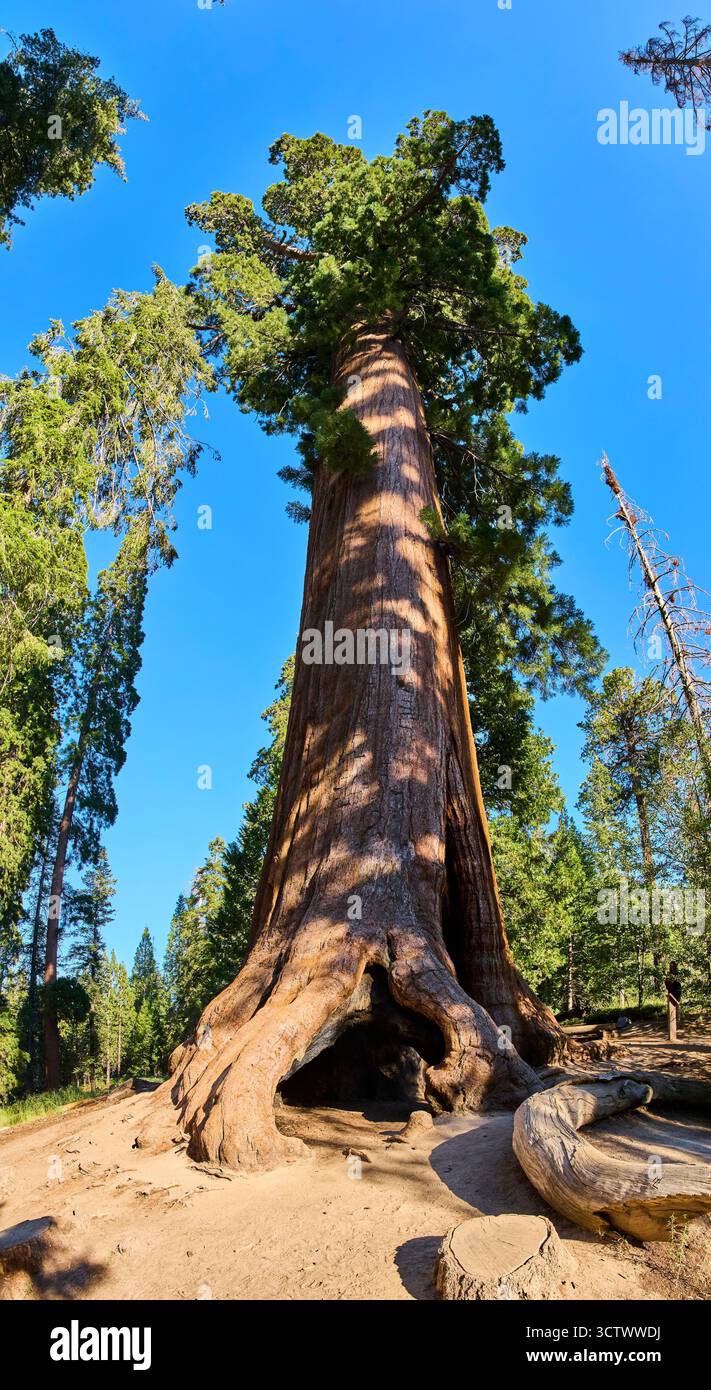 Giant Sequoia Tree Towering Canopy and Forest Floor Perspective Stock ...