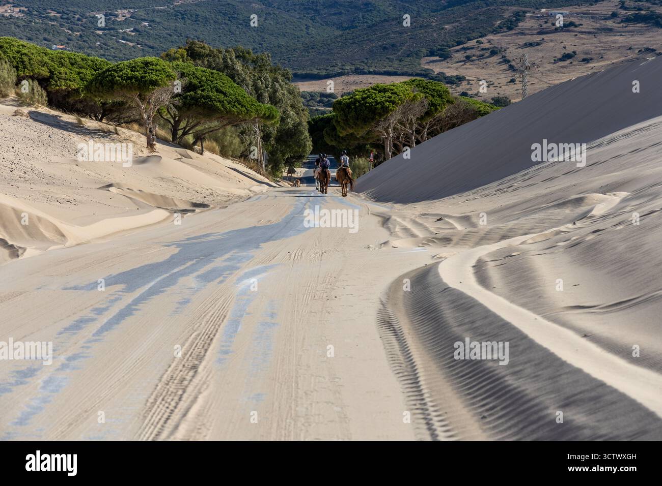 Rider on a road enclosed by a dune, landscape of Duna De Valdevaqueros ...