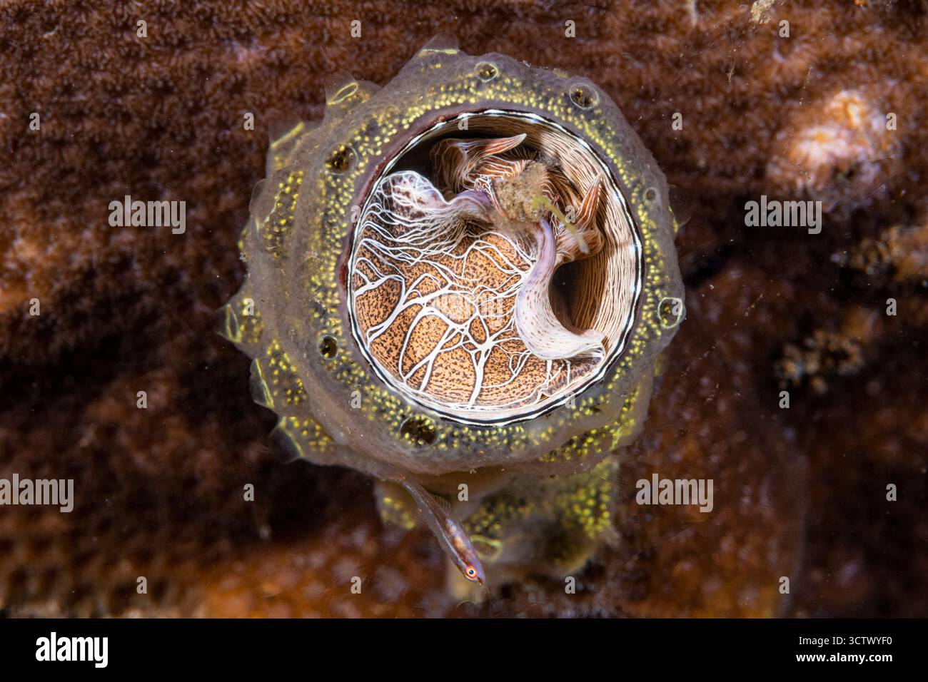 Thylacodes grandis hi-res stock photography and images - Alamy