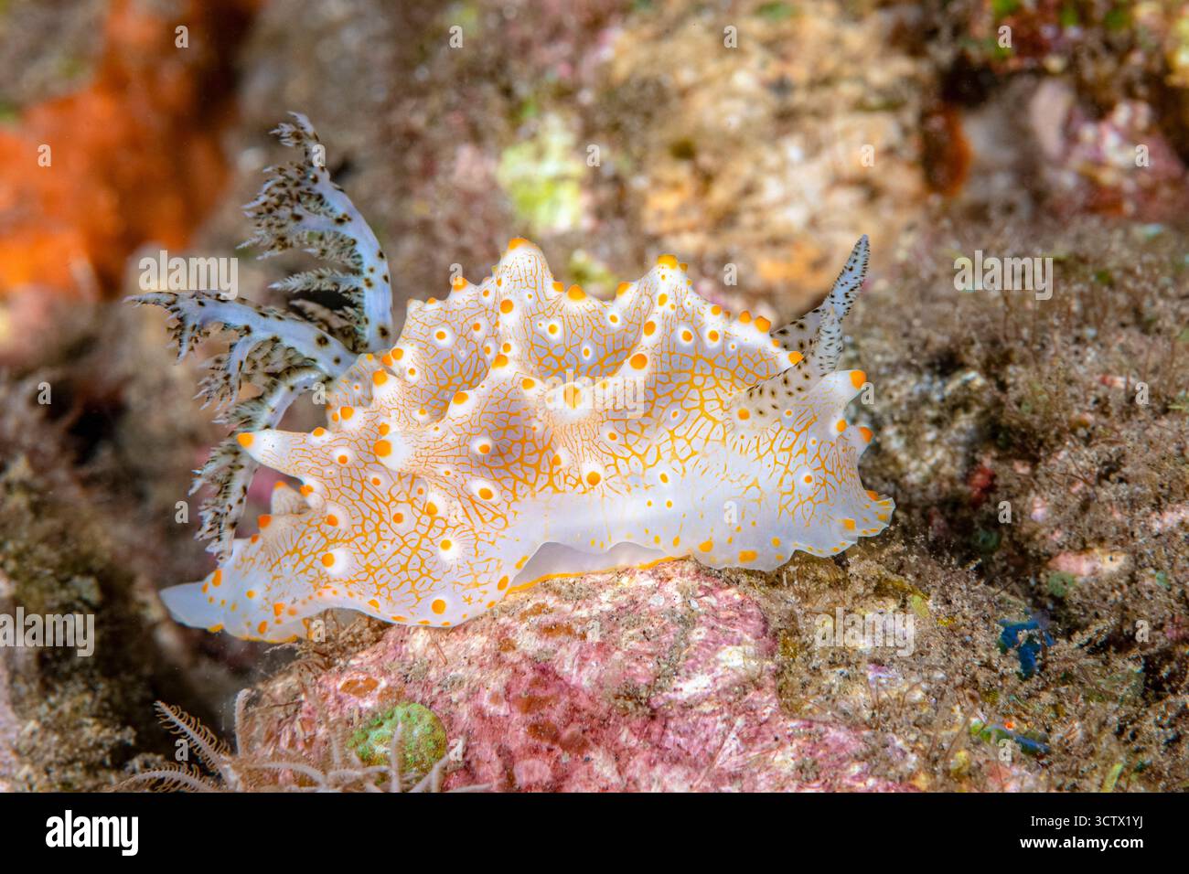 Nudibranch, Halgerda batangas, Dumaguete, Philippines Stock Photo - Alamy