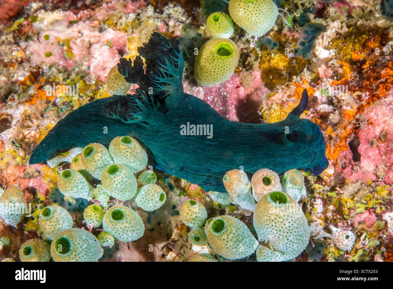 Millers nembrotha nudibranch hi-res stock photography and images - Alamy