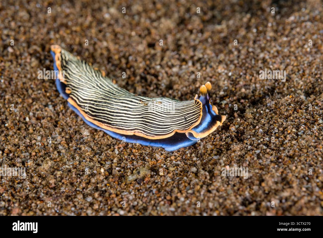 Armina sp 2 hi-res stock photography and images - Alamy