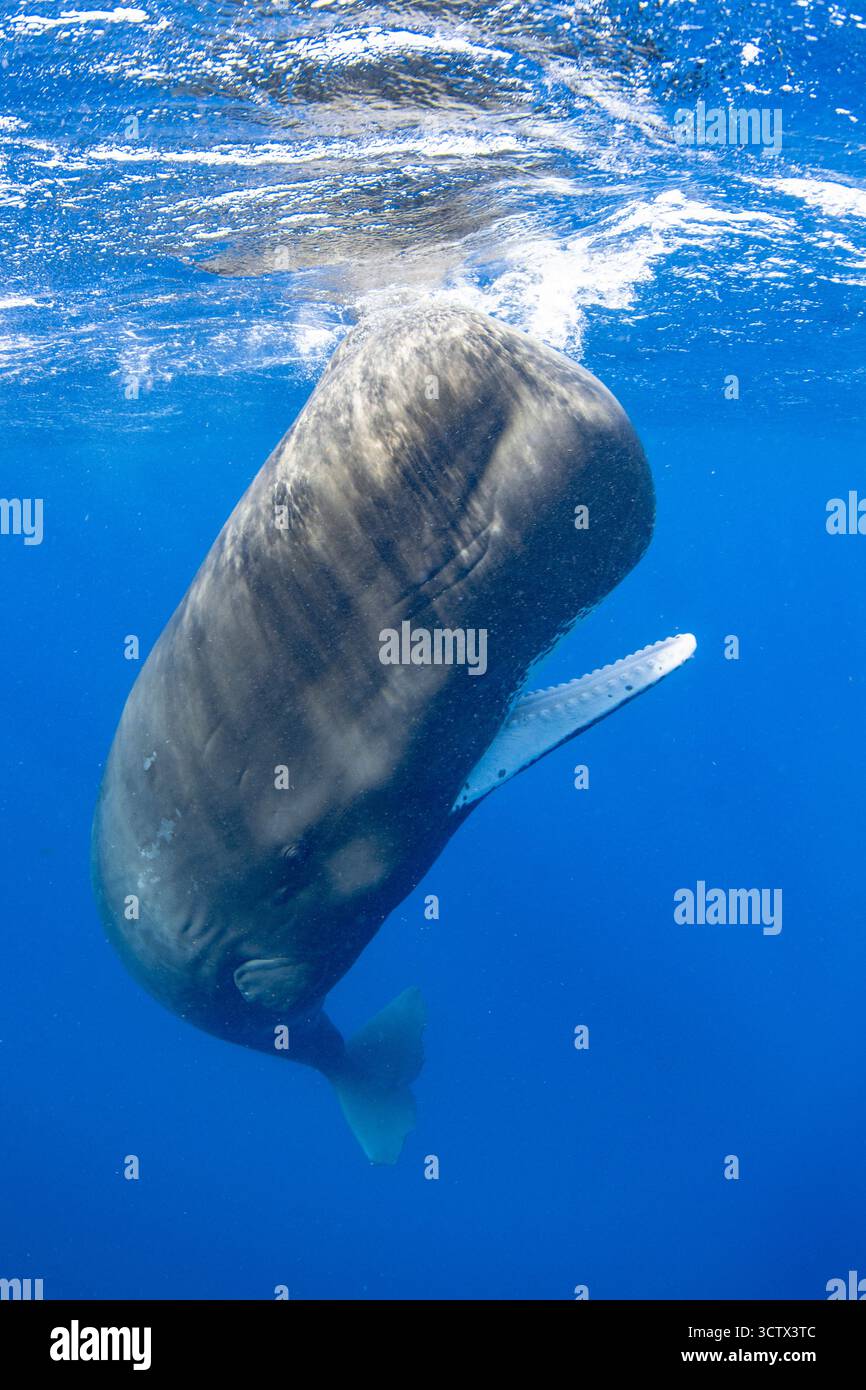 sperm whale, Physeter macrocephalus, Dominica, Caribbean Sea, Atlantic ...