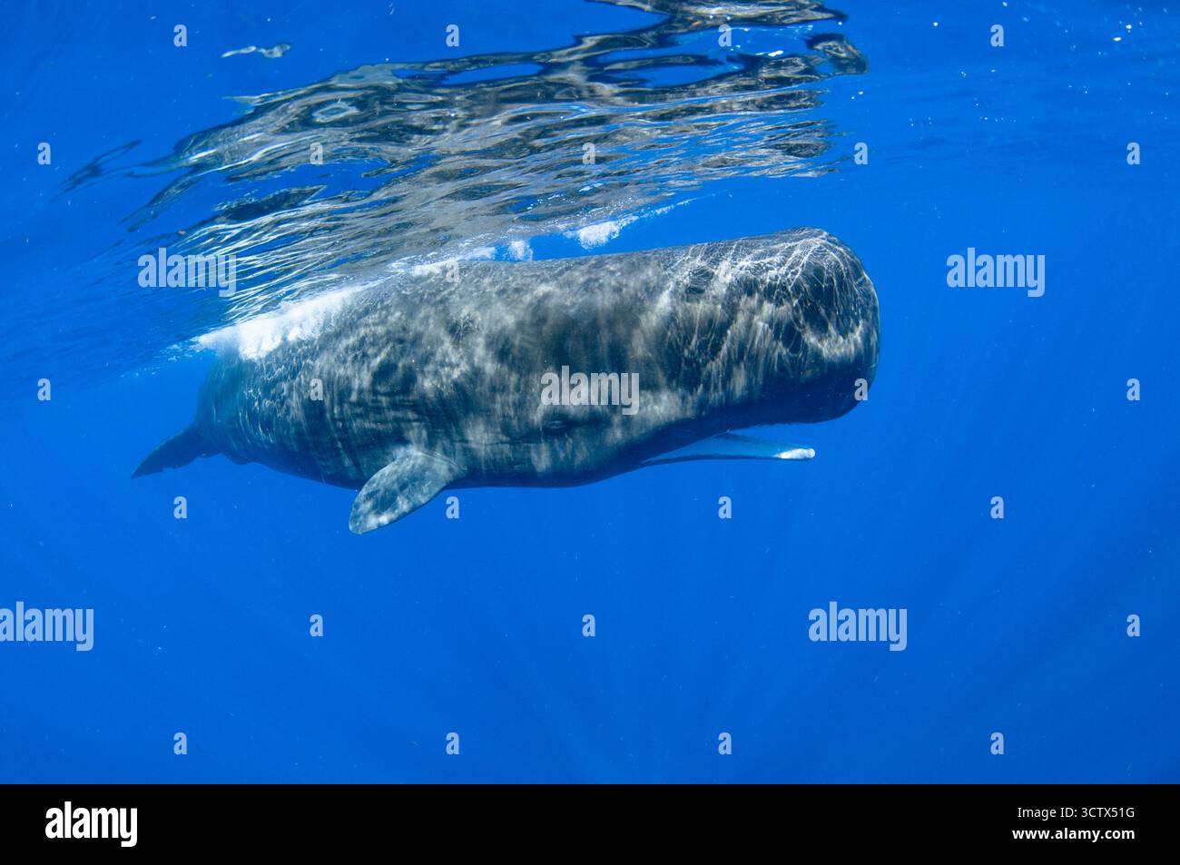 sperm whale, Physeter macrocephalus, Dominica, Caribbean Sea, Atlantic ...