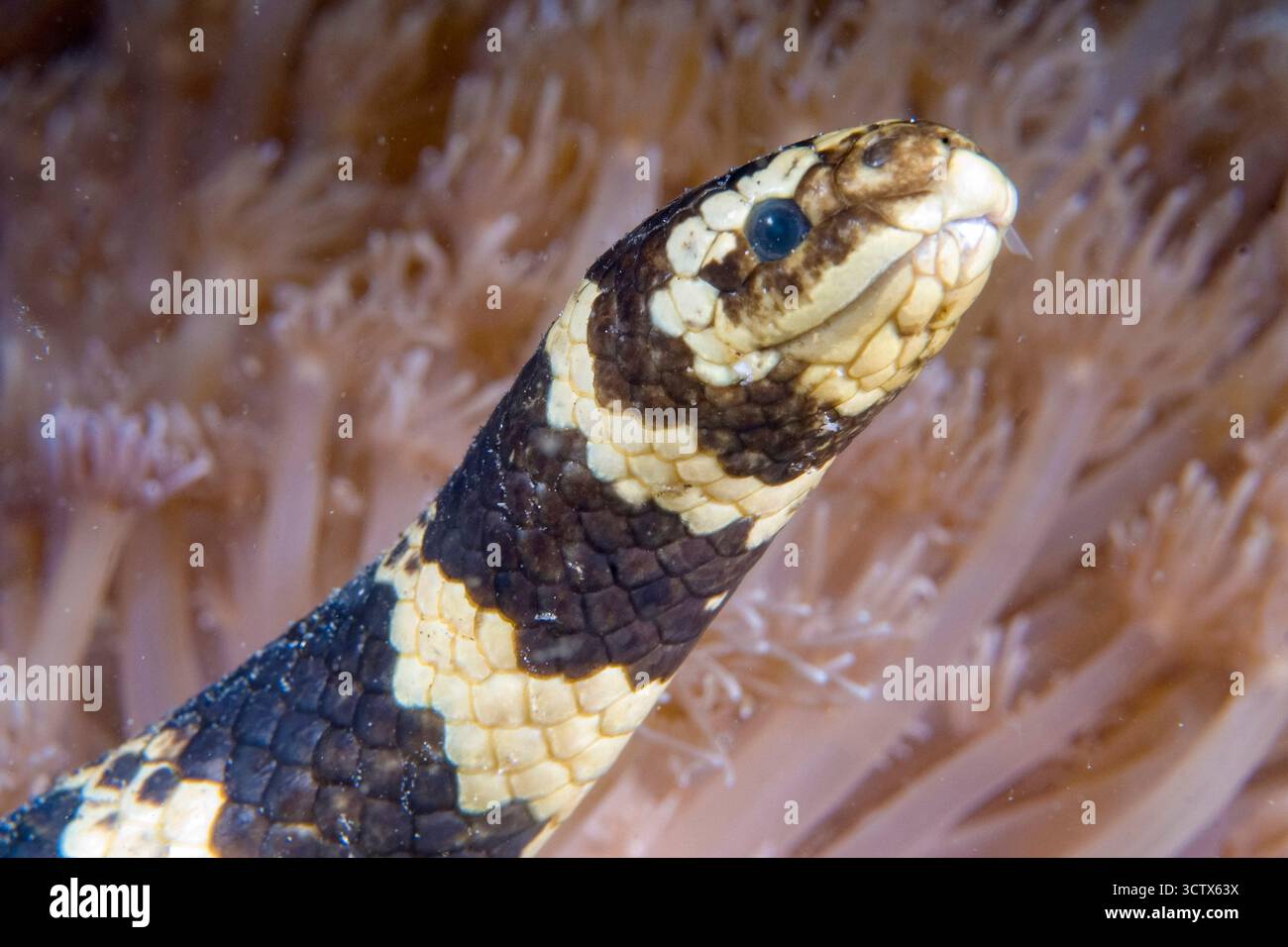 Yellow-Lipped Sea Krait, Laticauda colubrina, Dauin Marine Sanctuary ...